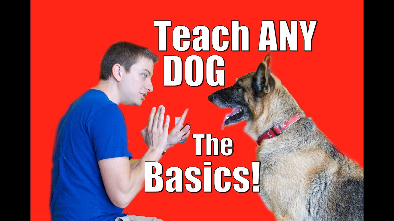 Dog Training 101: How to Train ANY DOG the Basics - Marie The Dog