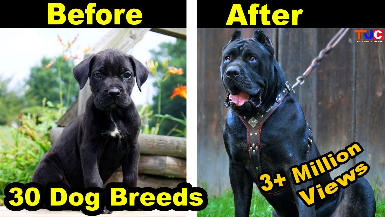 30 Dog Breeds, Puppy to Adult Growing up : Before and After : TUC ...