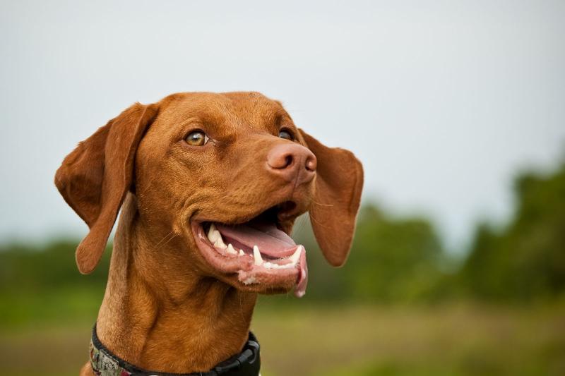 Your Comprehensive Guide to Dog Teeth (With a Diagram) - Marie The Dog