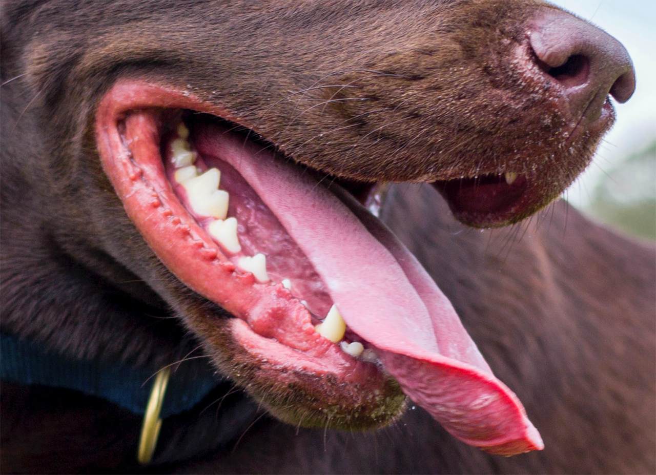 Comprehending the Oral Chart for Dogs: A Comprehensive Guide - Marie ...