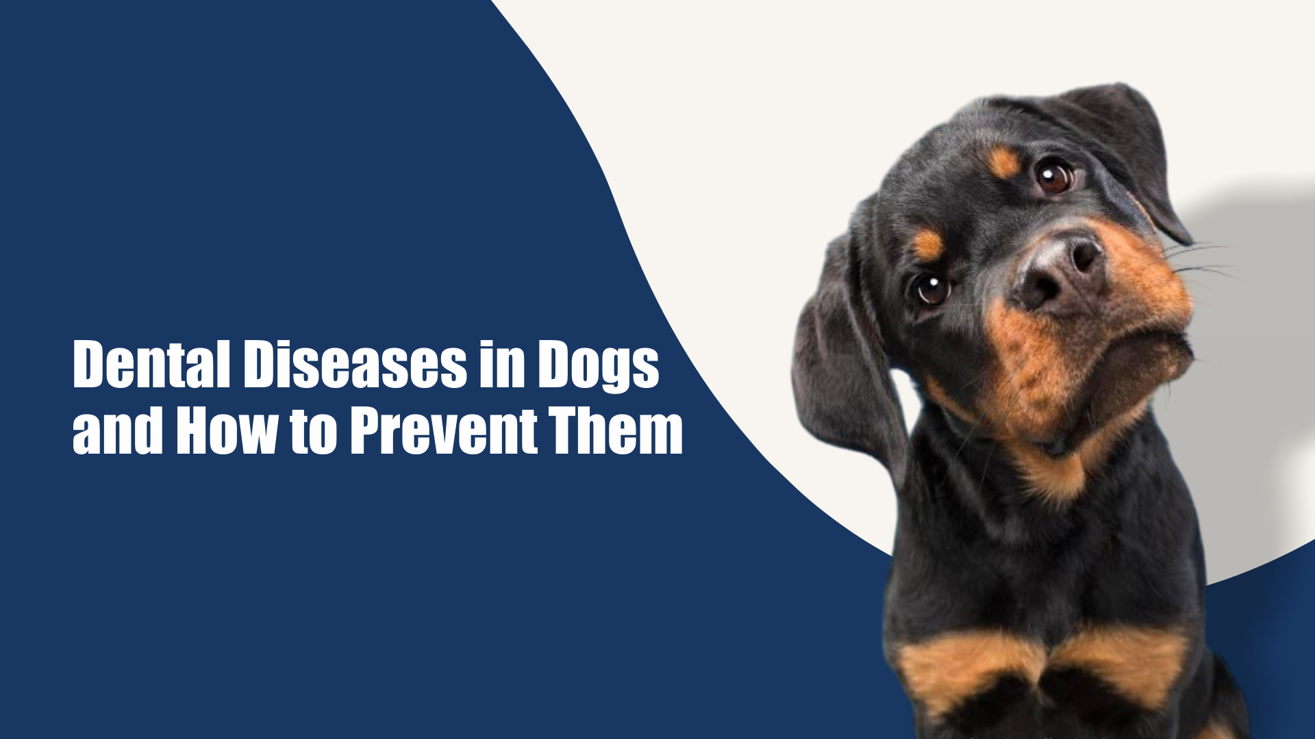 Dog Dental Health: Key Tips for Oral Hygiene - Marie The Dog